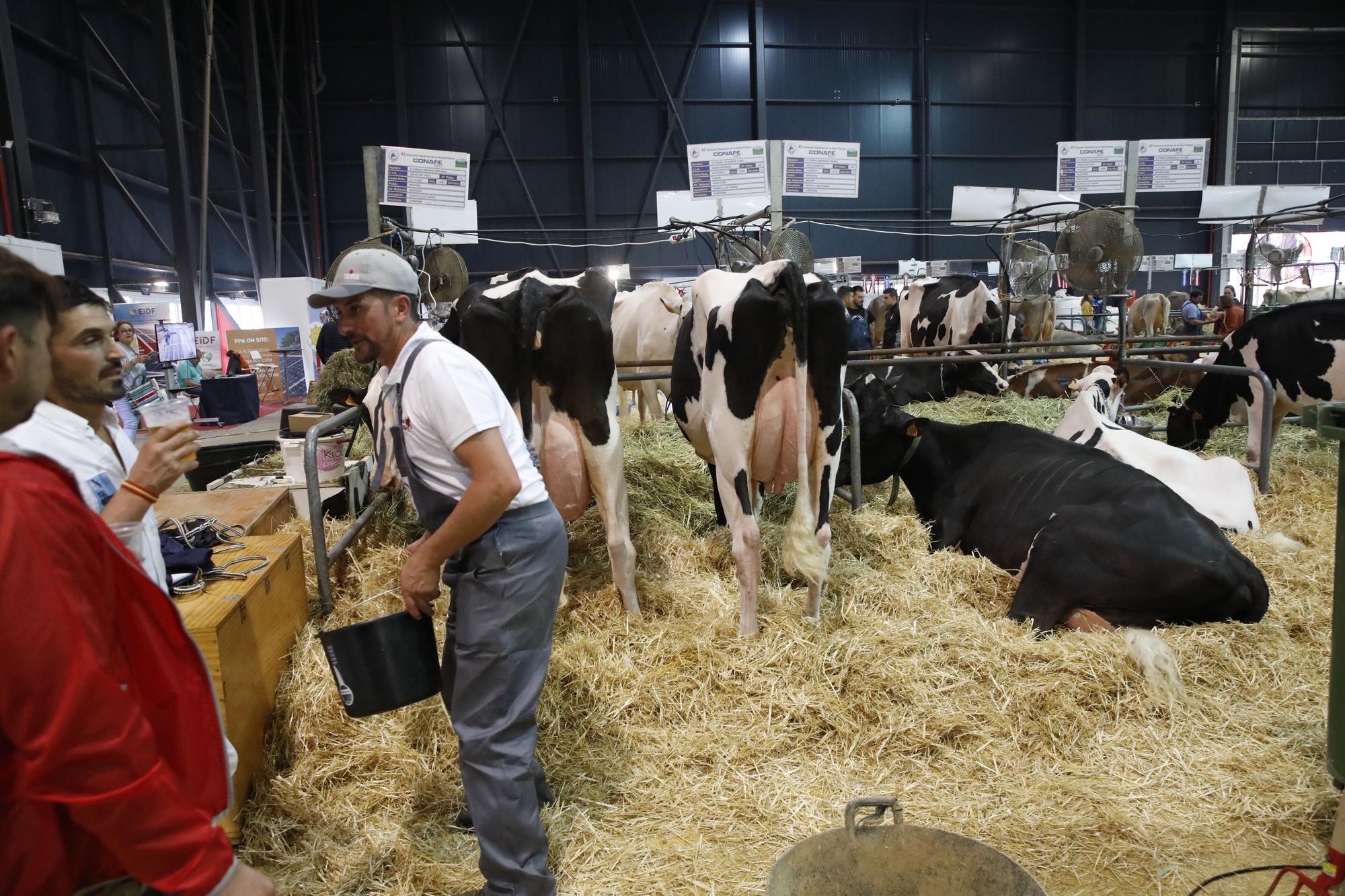 EN IMÁGENES: Gijón acoge una nueva edición de Agropec