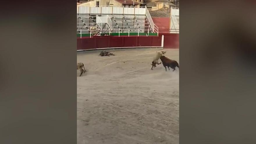 Un toro bravo mata a un novillo y hiere a otro: la dantesca escena de ...