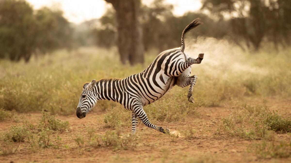 Ya puedes votar las fotos más cómicas de fauna salvaje - Información