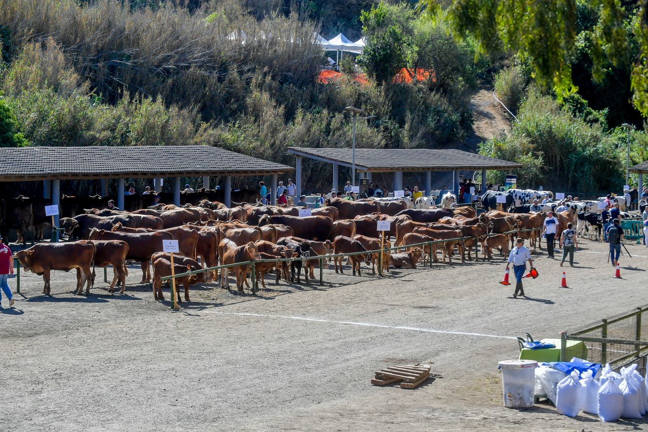 FOTOS: Feria de ganado en Moya