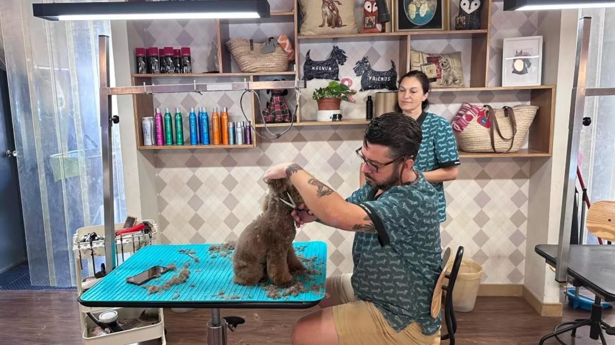 PELUQUERÍA CANINA PALMA | 280 euros por un champú: así de exclusiva es ...