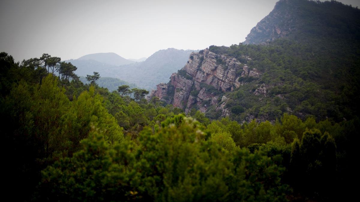Las plantas mágicas que se esconden en la Calderona
