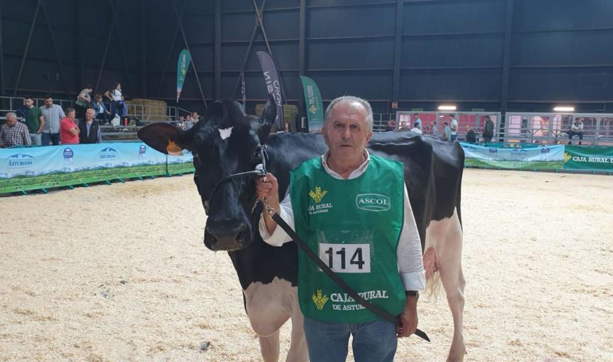 La Feria de San Antonio de Gijón: la pasarela de las vacas lecheras ...