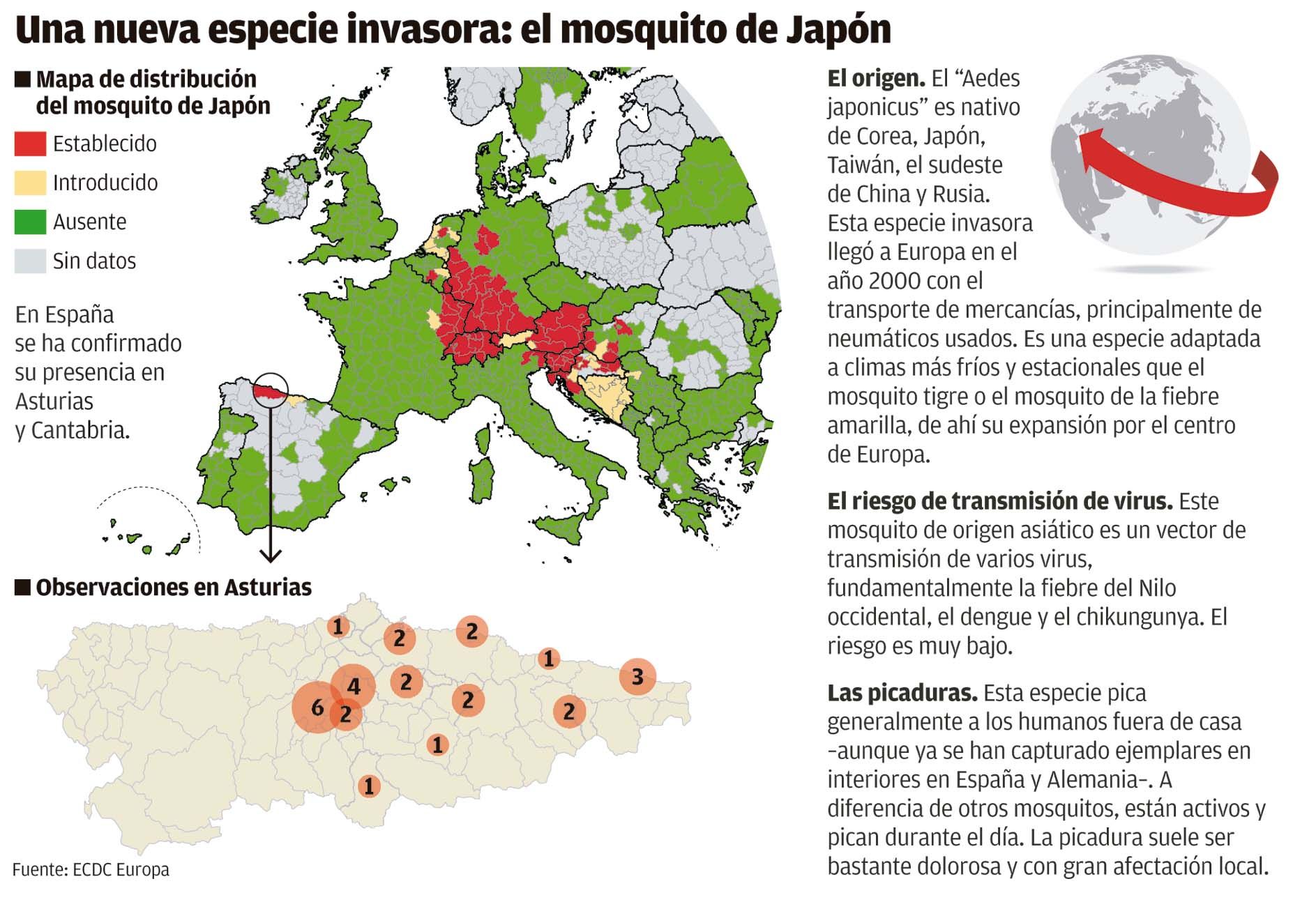 El mosquito de Japón, nueva especie invasora en Asturias: así es este ...