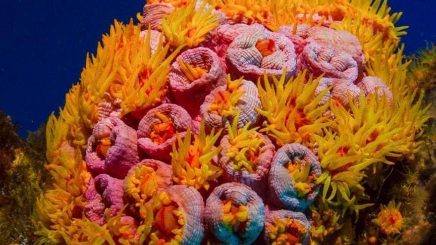 Más de 170 peces, algas y crustáceos exóticos ‘invaden’ los mares de ...