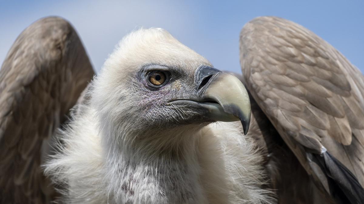 Bioparc Valencia celebra el Día Internacional del Buitre para destacar ...
