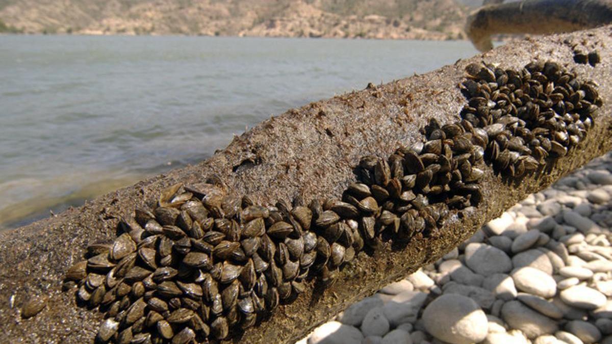 Esta es la única vía para acabar con el mejillón cebra en aguas ...