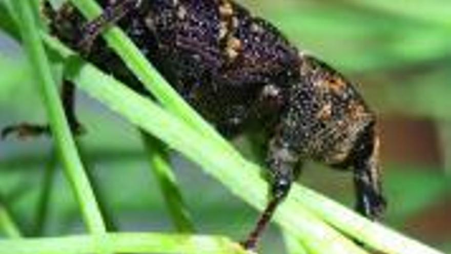 Científicos gallegos hallan una "vacuna" contra las plagas de los ...