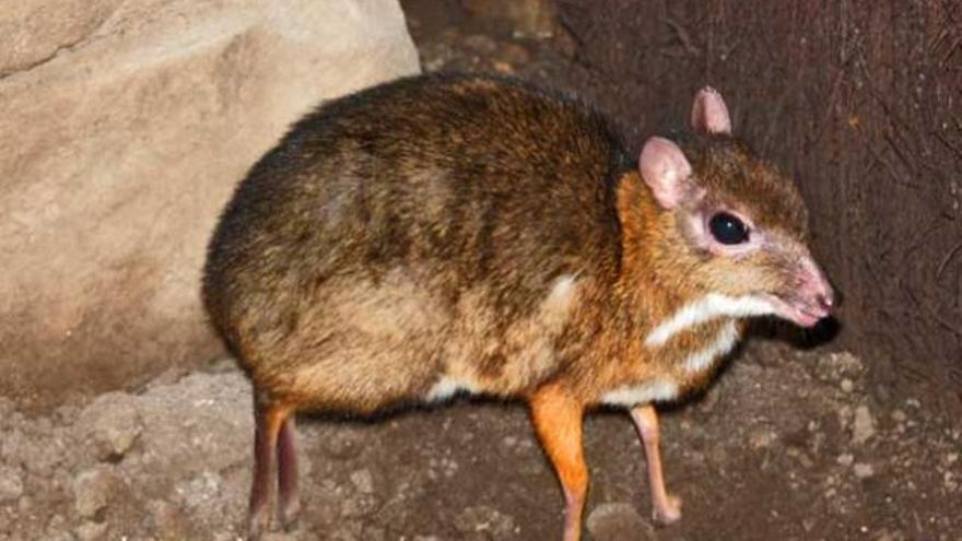 Dos ciervos ratón, nuevos 'inquilinos' del Bioparc Fuengirola