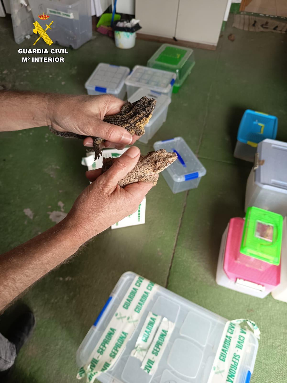 La Guardia Civil incauta 19 reptiles y anfibios vivos en una vivienda ...