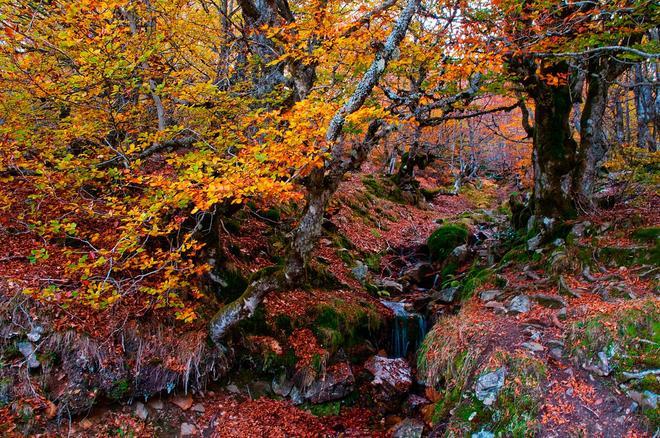 7 hayedos sorprendentes de España - Viajar