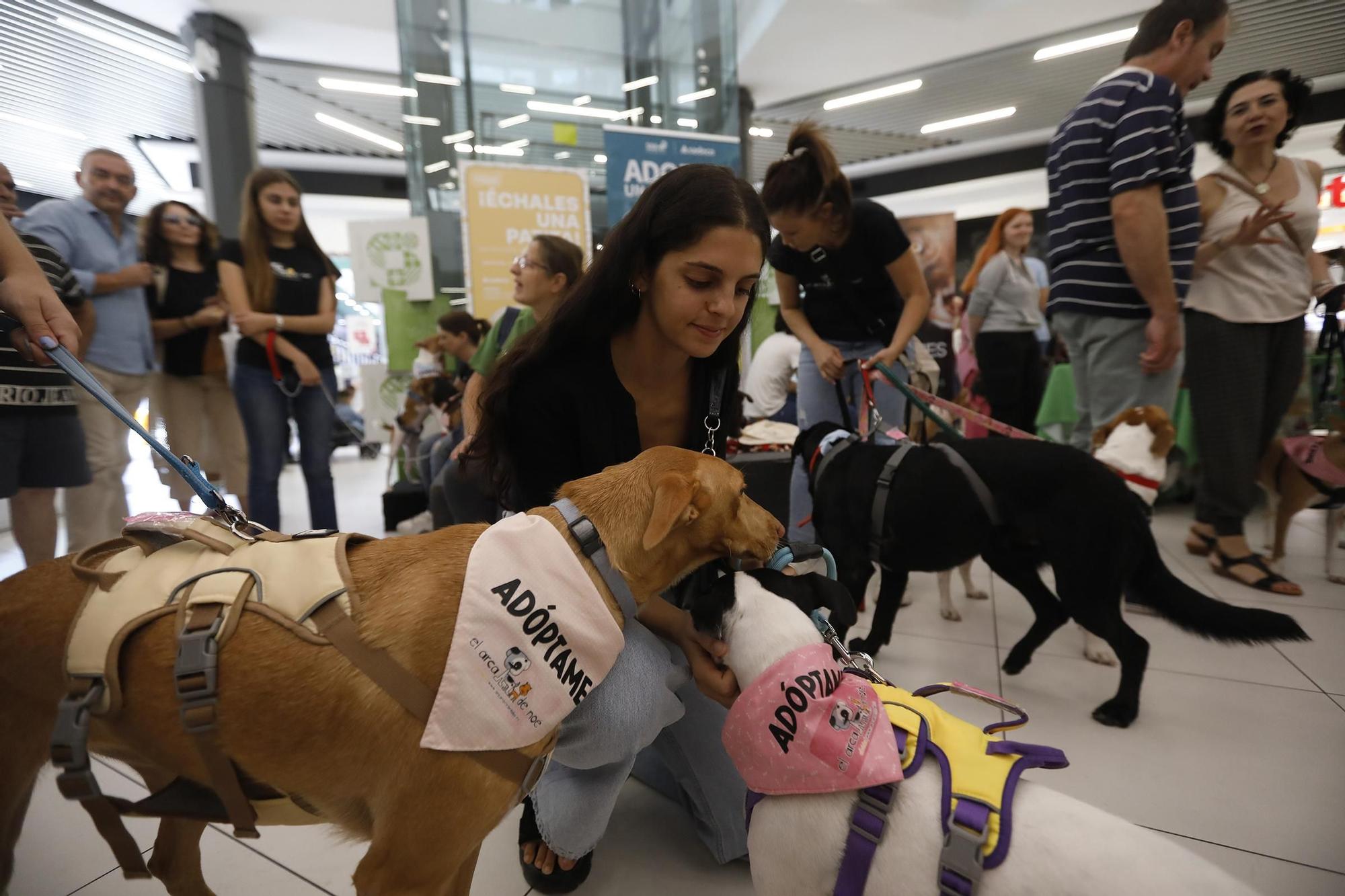 Las imágenes del desfile de perros en adopción en el centro comercial ...