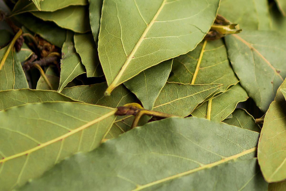 Una hoja de laurel bajo el armario: la razón por la que deberías ponerla ya