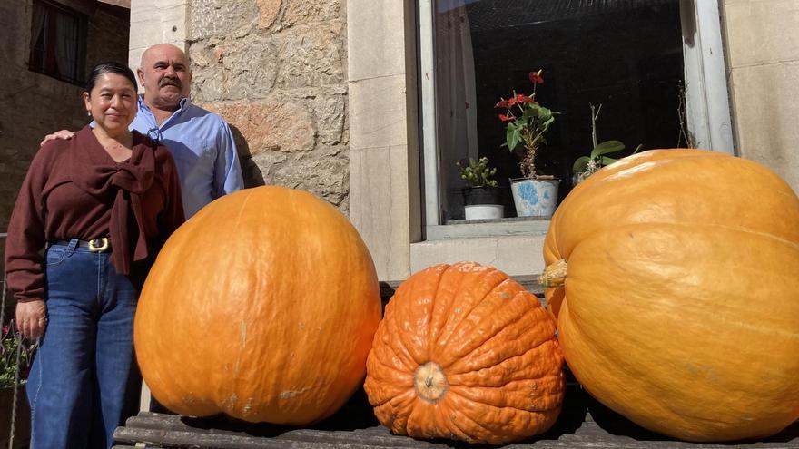 El secreto de las "calabazas gigantes" de Villazón está en la huerta de ...