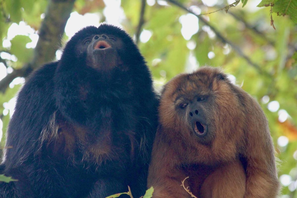 INVESTIGACIÓN MONOS HUMANOS | Los monos son mejores cantores tiroleses ...