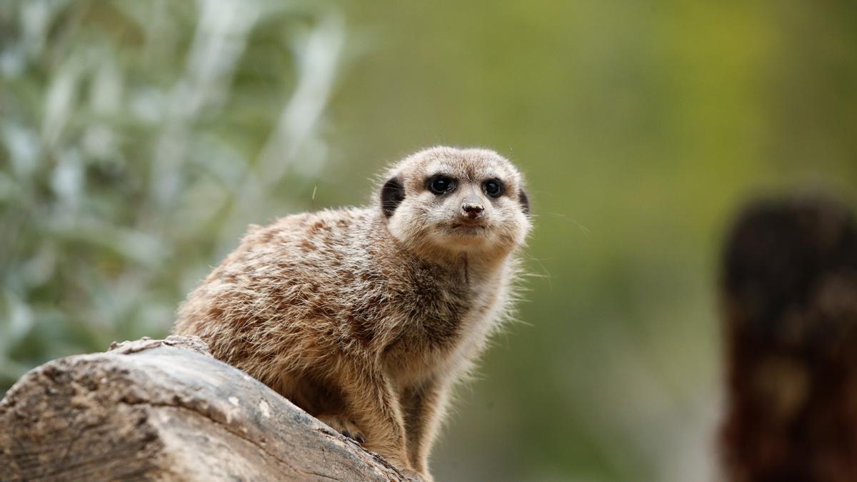 Los suricatos, Timón en el Rey León, ya no pueden ser un animal ...