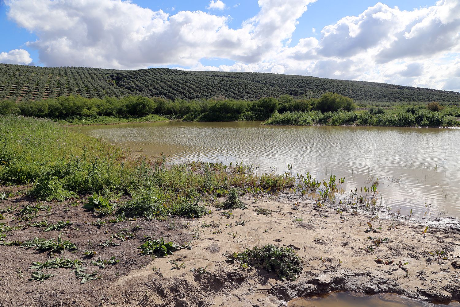 La Laguna de Jarata, en imágenes - Diario Córdoba