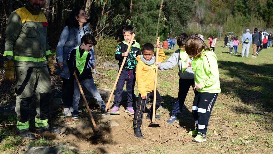 DÍA DEL ÁRBOL EN MOAÑA. Plantación con escolares en Domaio