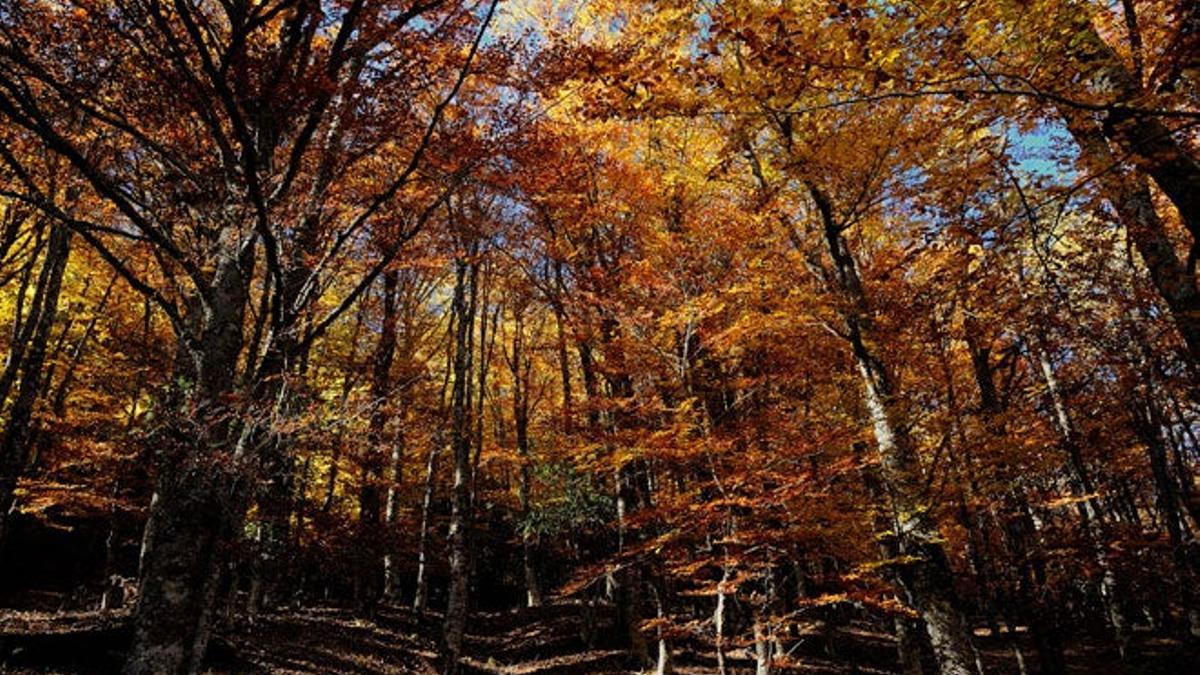 El Hayedo de Montejo cumple 40 años - Viajar