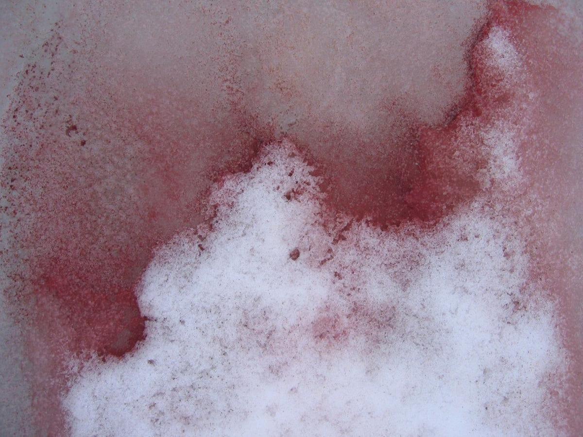 'Nieve sandía', el extraño fenómeno de la nieve rosa... ¡que huele a ...