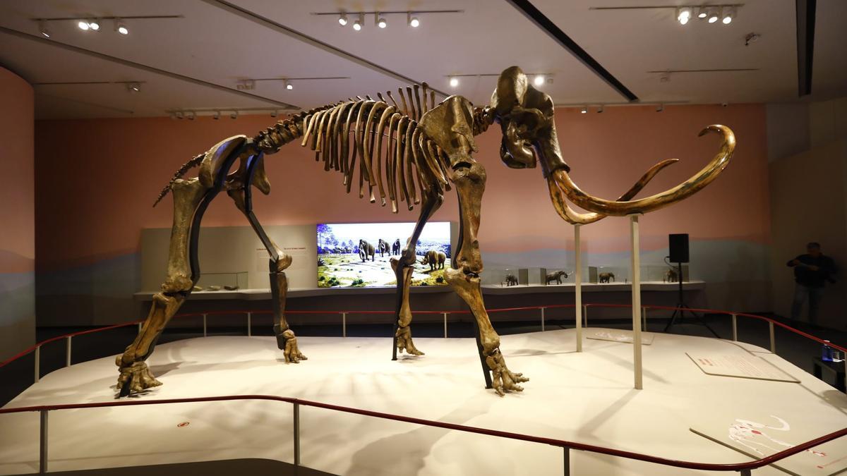 El CaixaForum Zaragoza prorroga la exposición 'Mamut. El gigante de la ...