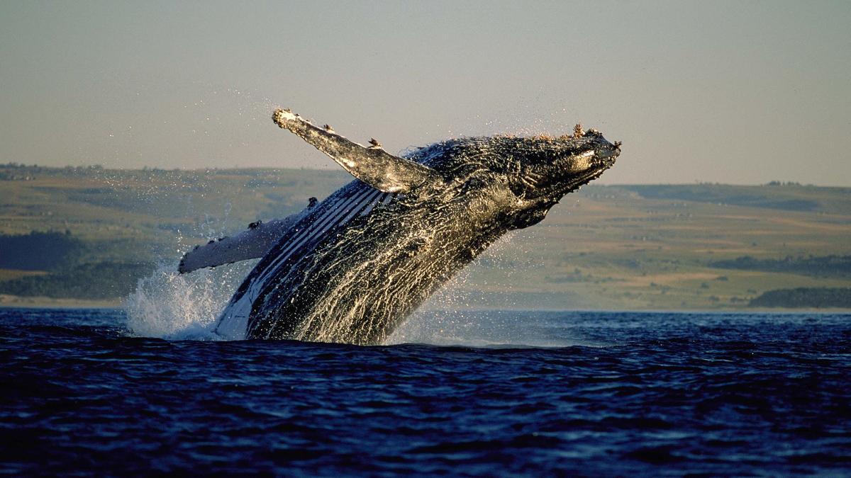 La Ruta de las ballenas del Cabo, un viaje por la costa sur de ...