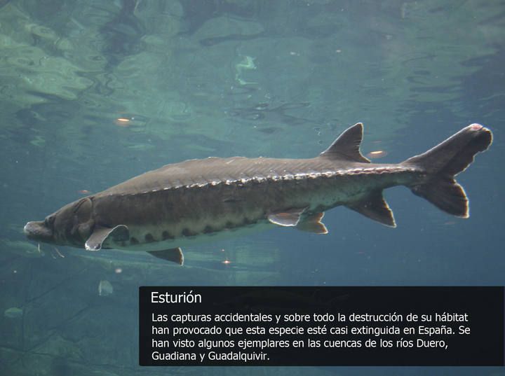 Las especies más amenazadas de la fauna española