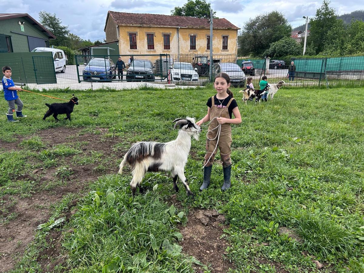 En imágenes: ensayo de "pequemanejadores" con cabras en Llanera para ...
