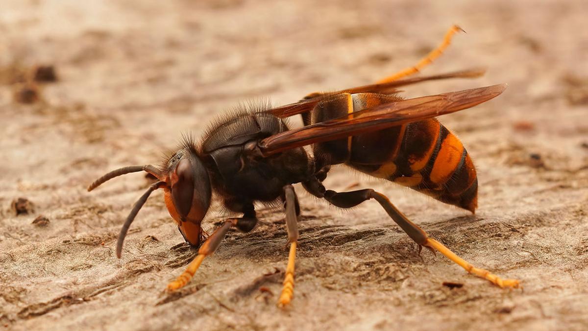 ¿Es la avispa asiática peligrosa para los humanos? Así afecta su picadura