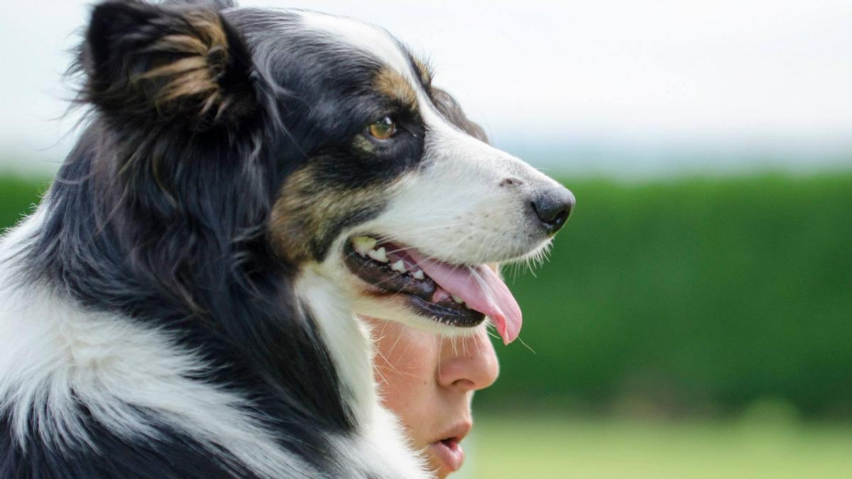 Adiós a Cata, la perra estradense que disputó cinco mundiales