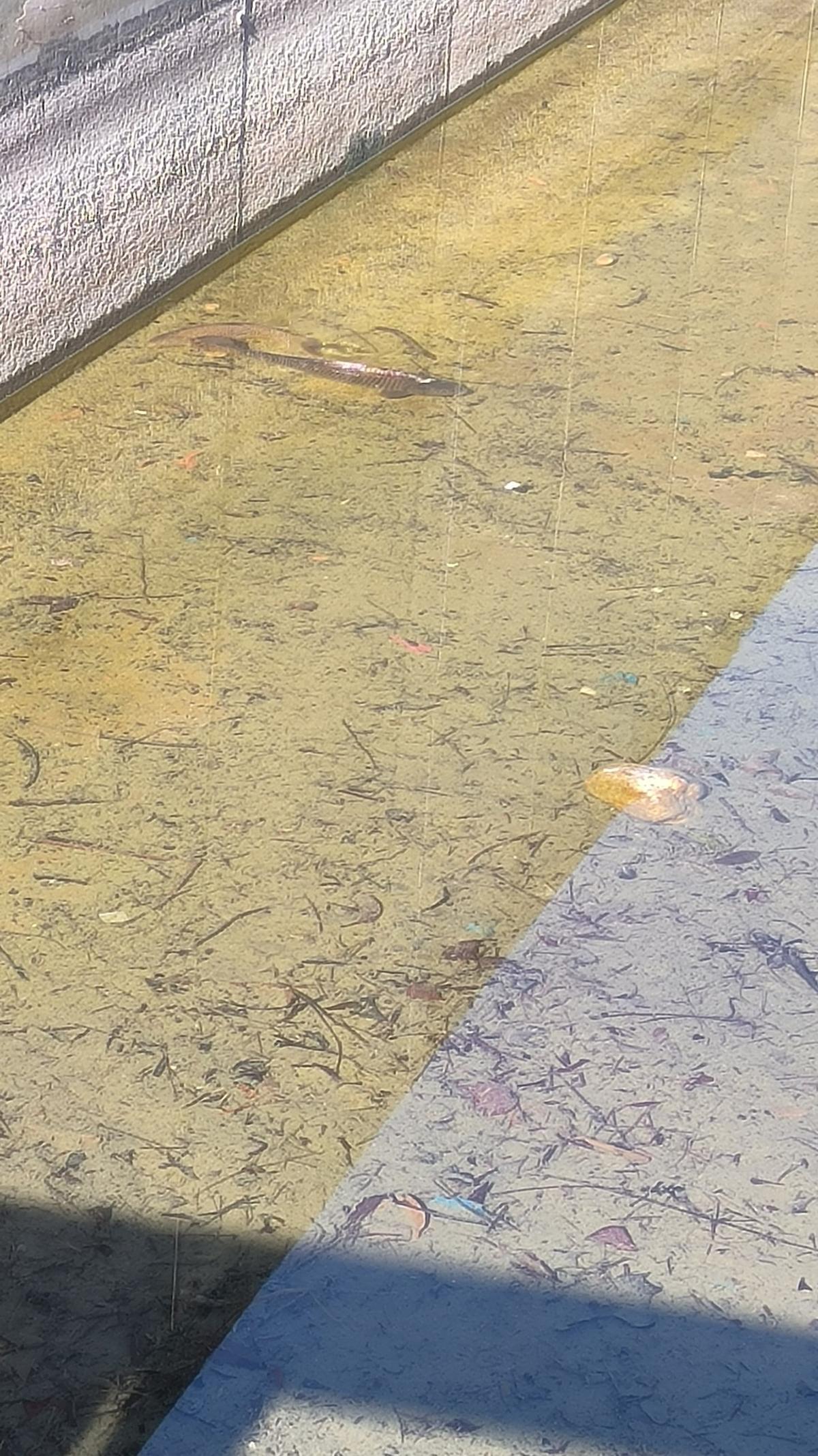 El lamentable estado de un lago en Parque Goya donde hay peces muertos ...