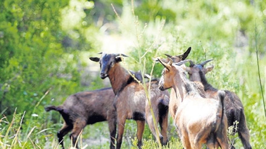 Cabras en el punto de mira