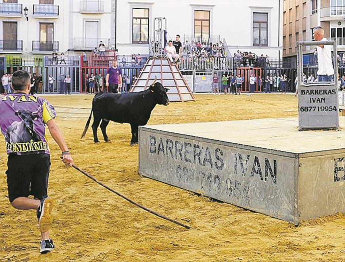 Las vacas enfundadas regresan al programa de las fiestas patronales