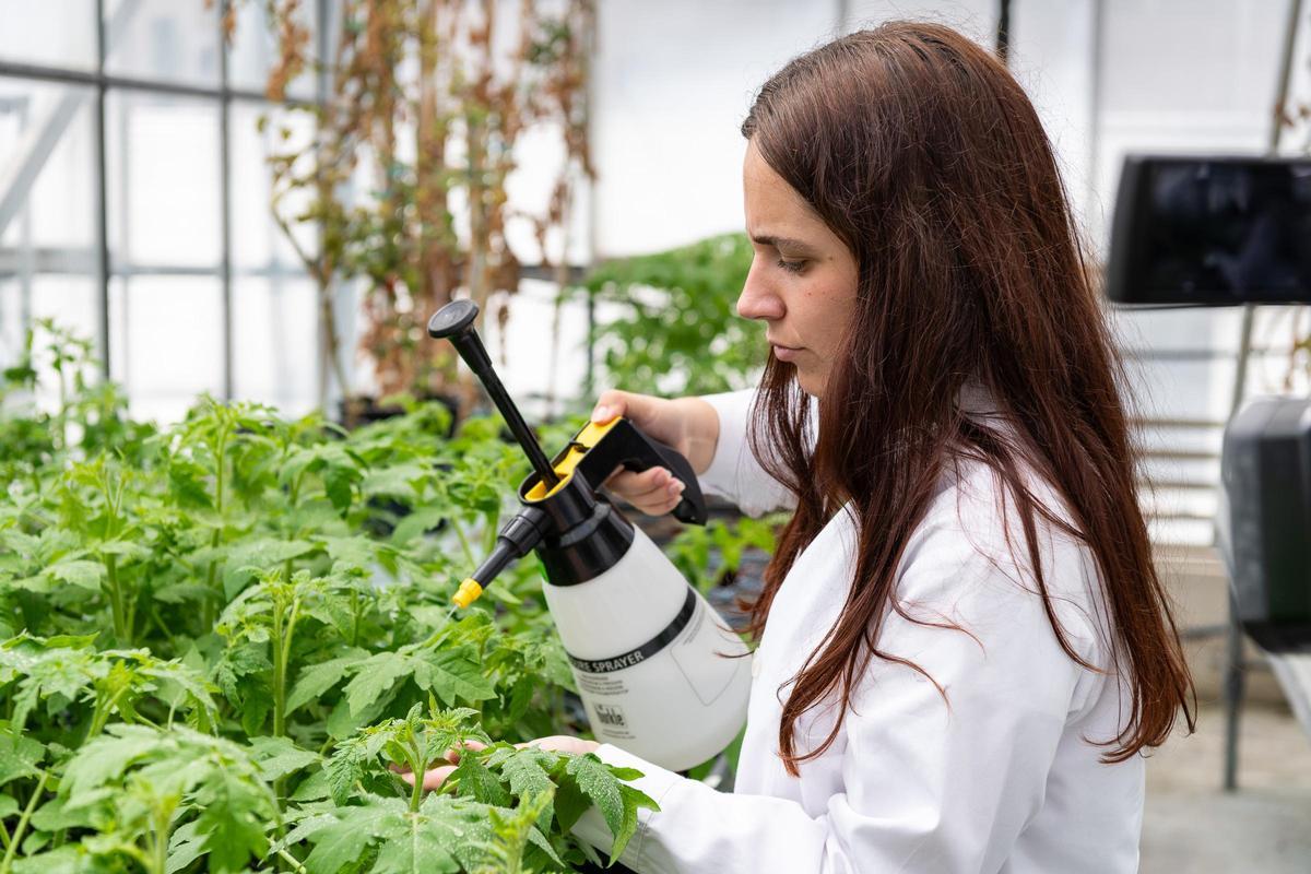 Tomates resistentes a las bacterias y a la sequía