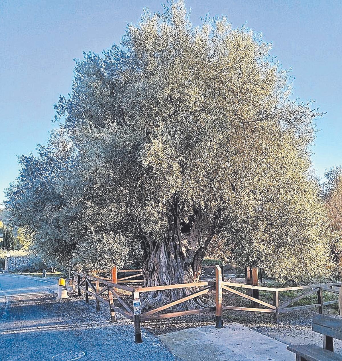 Tres maravillas botánicas en la huerta de Ricote