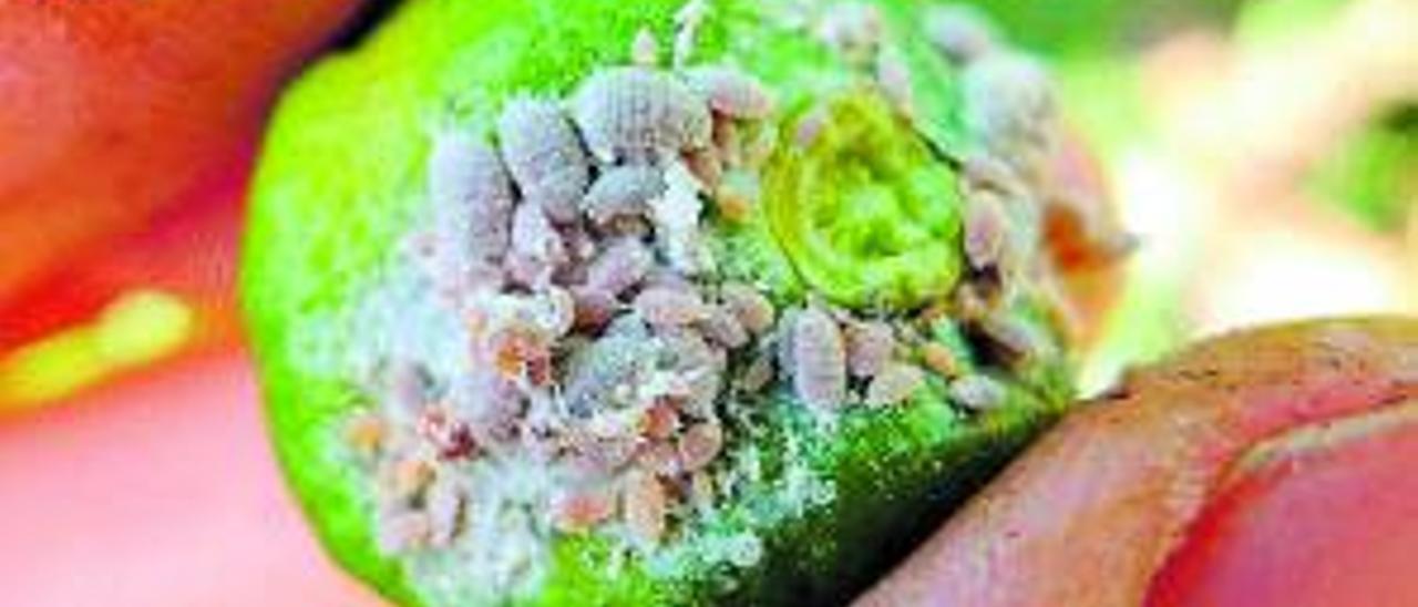 Año nuevo, plaga nueva