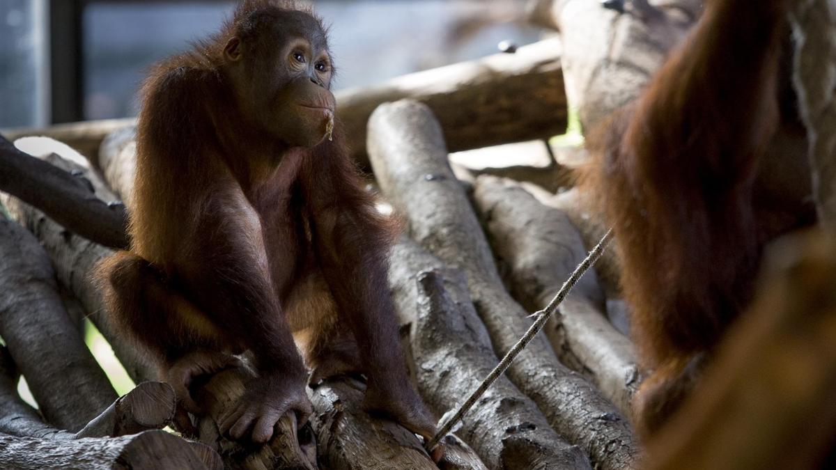La casa de los orangutanes del Zoo de Barcelona opta a un premio FAD