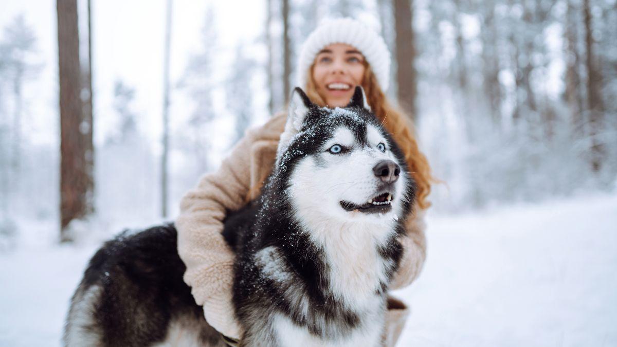 Perros con alma