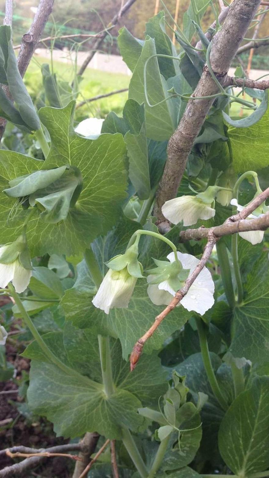La magia de los arvejos en flor - La Nueva España