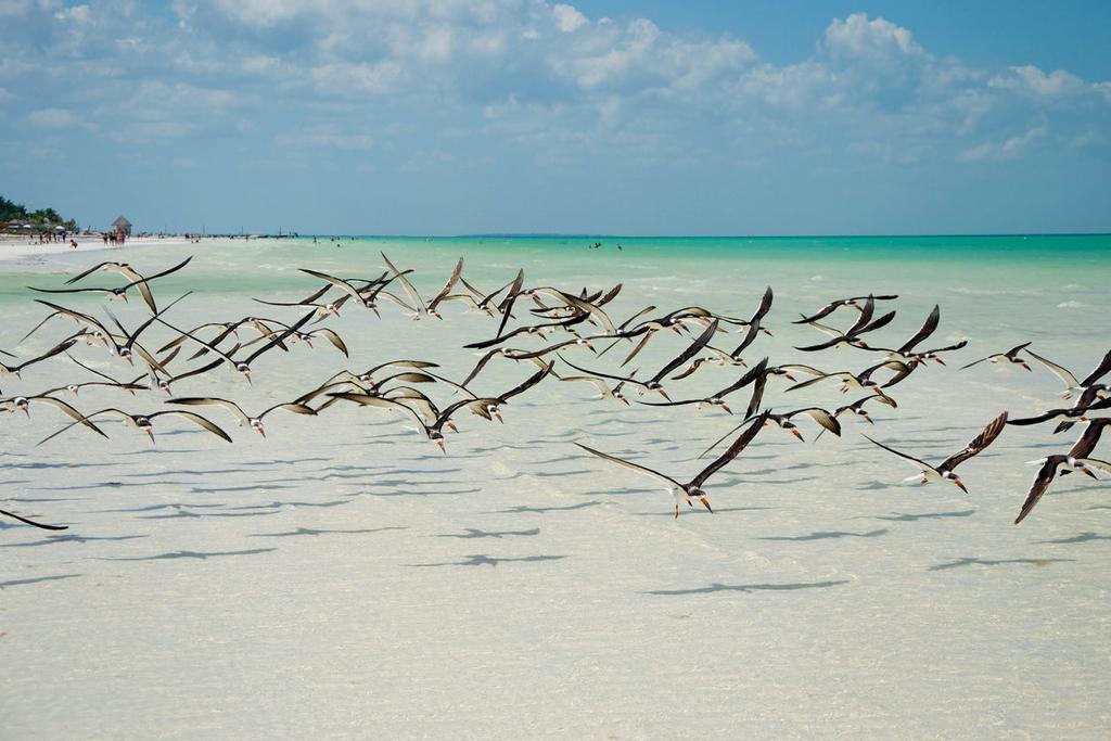 Honduras de isla en isla: de los Cayos Cochinos a Roatán - Viajar