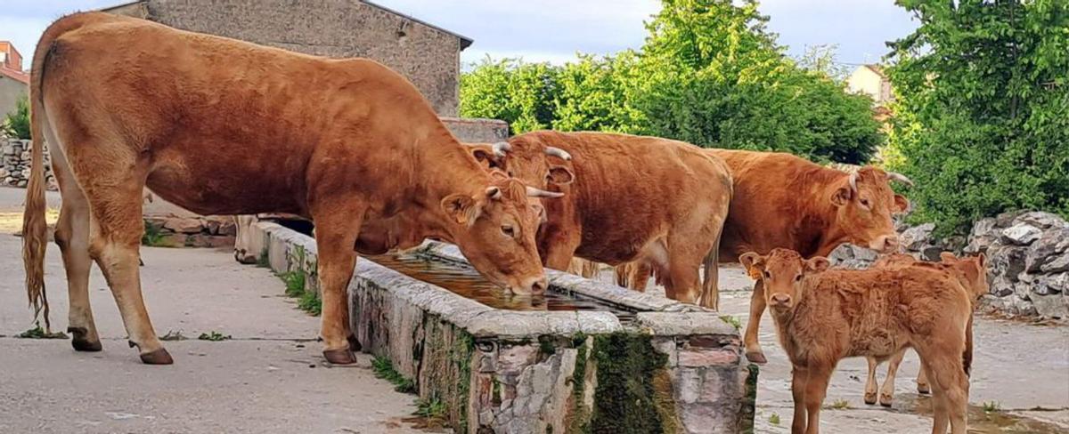 La apuesta de Villaseco del Pan (Zamora) por el decoro del pueblo