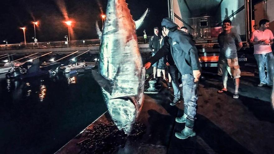 Two specimens of more than 290 kilos open the bluefin tuna fishing ...