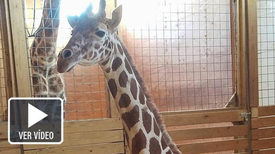 Locura en las redes con el embarazo de la jirafa April