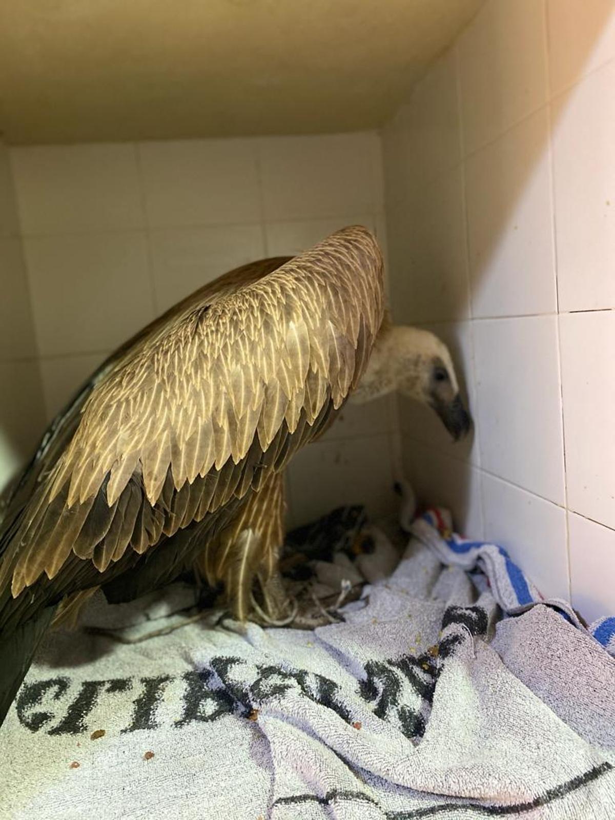 Rescatan a un buitre bebé en Chiva