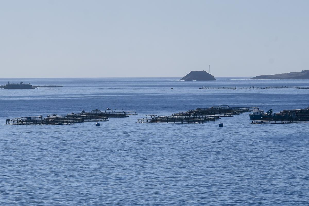 Nueva alerta de contaminación marina: Telde señala a las piscifactorías ...