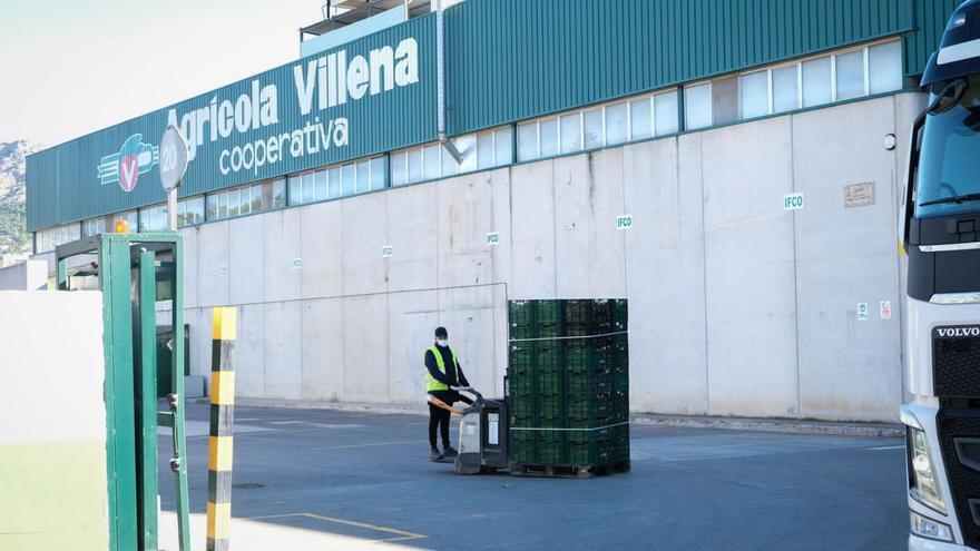 Agrícola Villena reanuda su actividad con planes de expansión ...