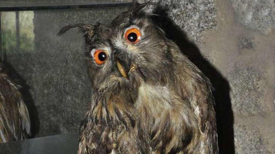 O Carballiño recuerda los búhos reales