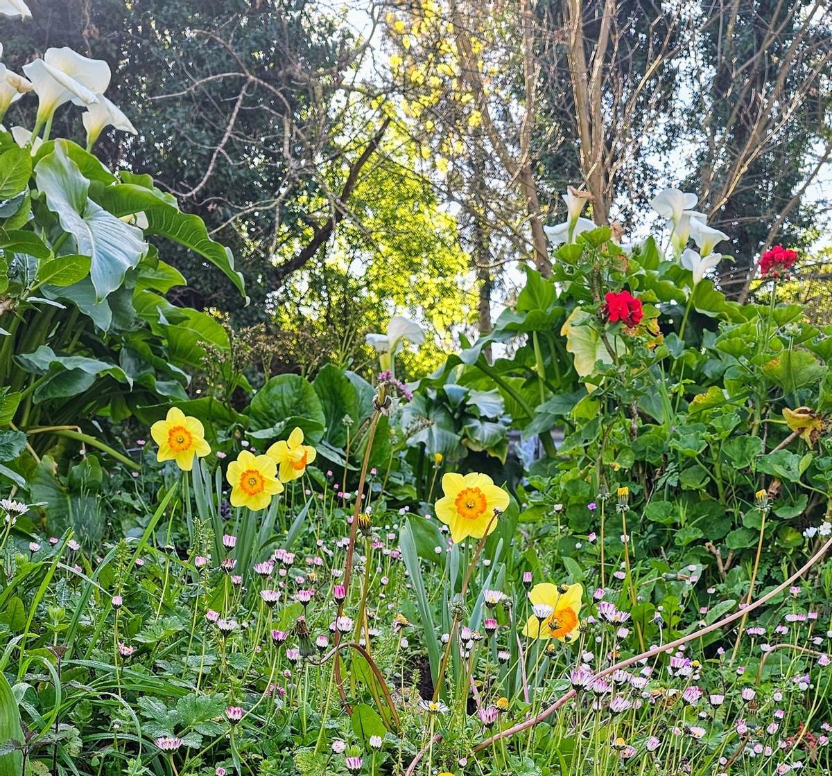 El Jardín de Pandu, EN IMÁGENES