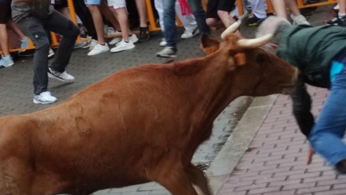Fiestas del Toro en Benavente: Novillos, vacas, vaquillas y mucha ...