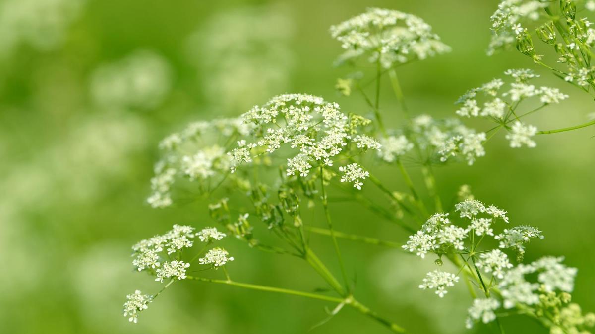 Aquesta és la planta gairebé immortal ideal per a la primavera - Regió7